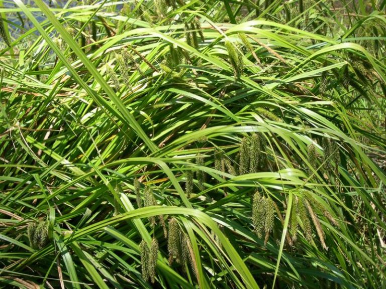 Sedges / rushes / wetland plants Archives - Provincial Plants & Landscapes