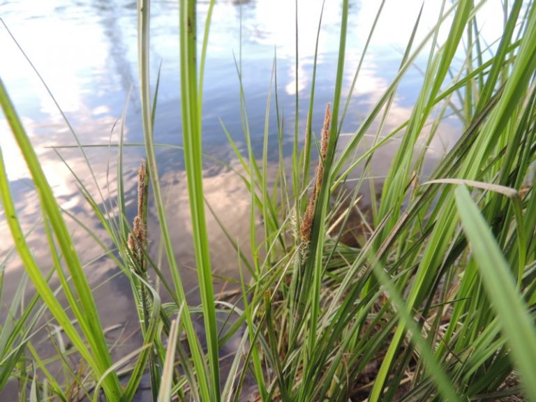 Sedges / rushes / wetland plants Archives - Provincial Plants & Landscapes