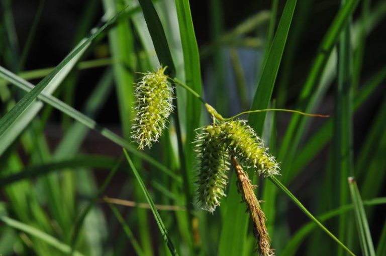 Sedges / rushes / wetland plants Archives - Provincial Plants & Landscapes