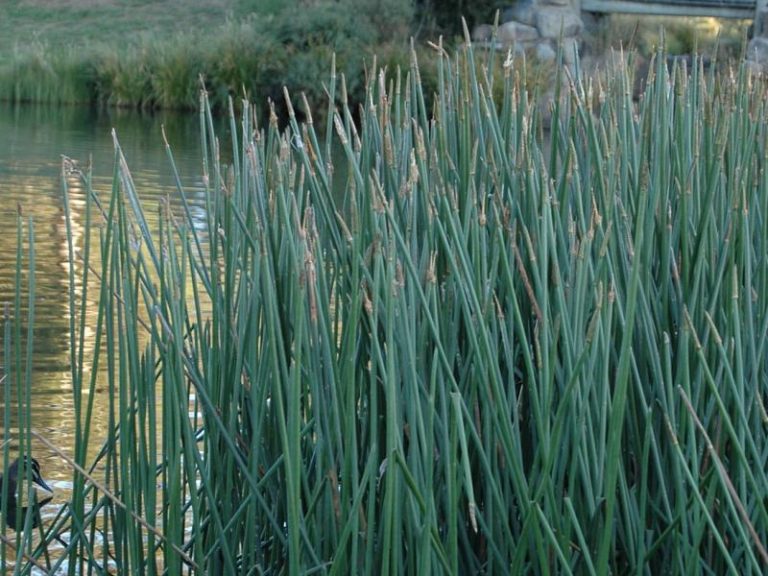 Sedges / rushes / wetland plants Archives - Provincial Plants & Landscapes