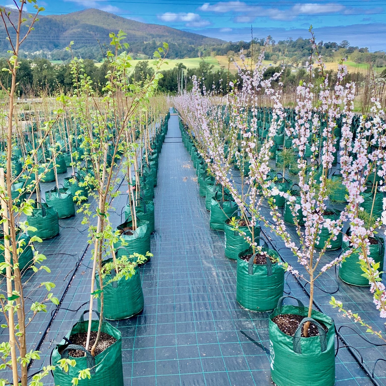 Eucalyptus elata