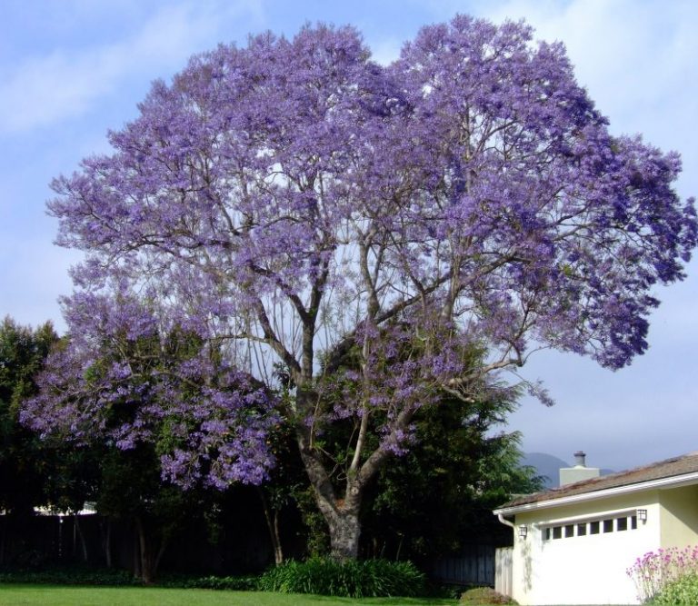 Jacaranda mimosifolia - Provincial Plants & Landscapes